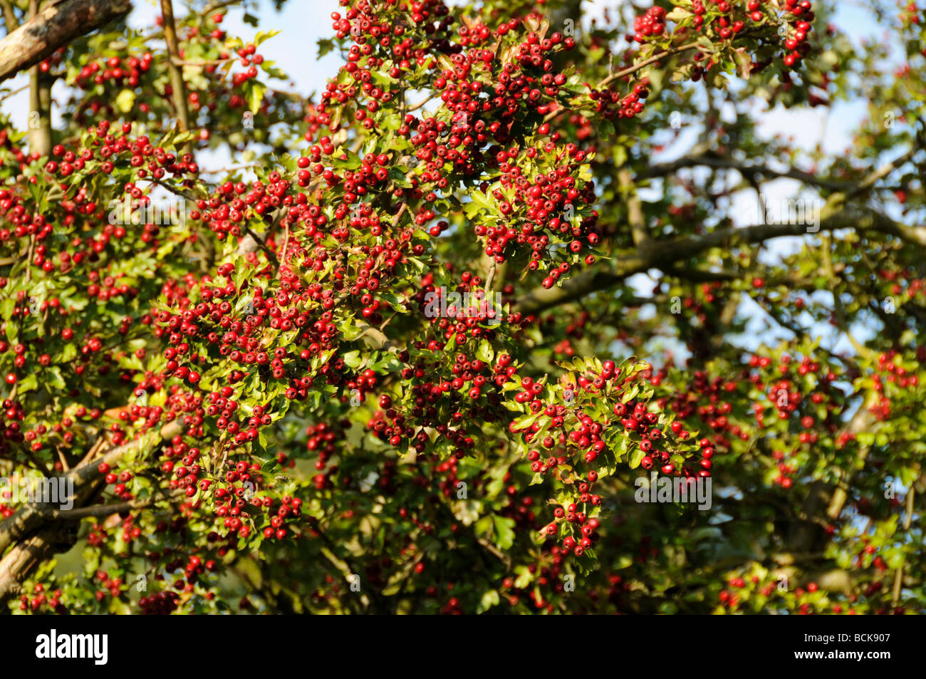 Firethorn Pyracantha coccinea berries Stock Photo - Alamy