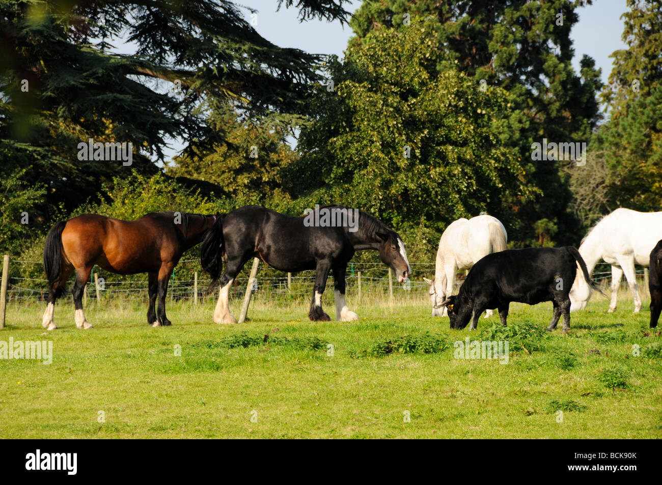 Horses grazing in a field Stock Photo - Alamy