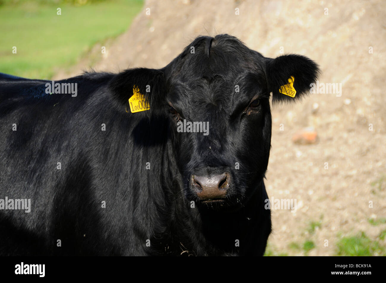 Dexter cow hi-res stock photography and images - Alamy