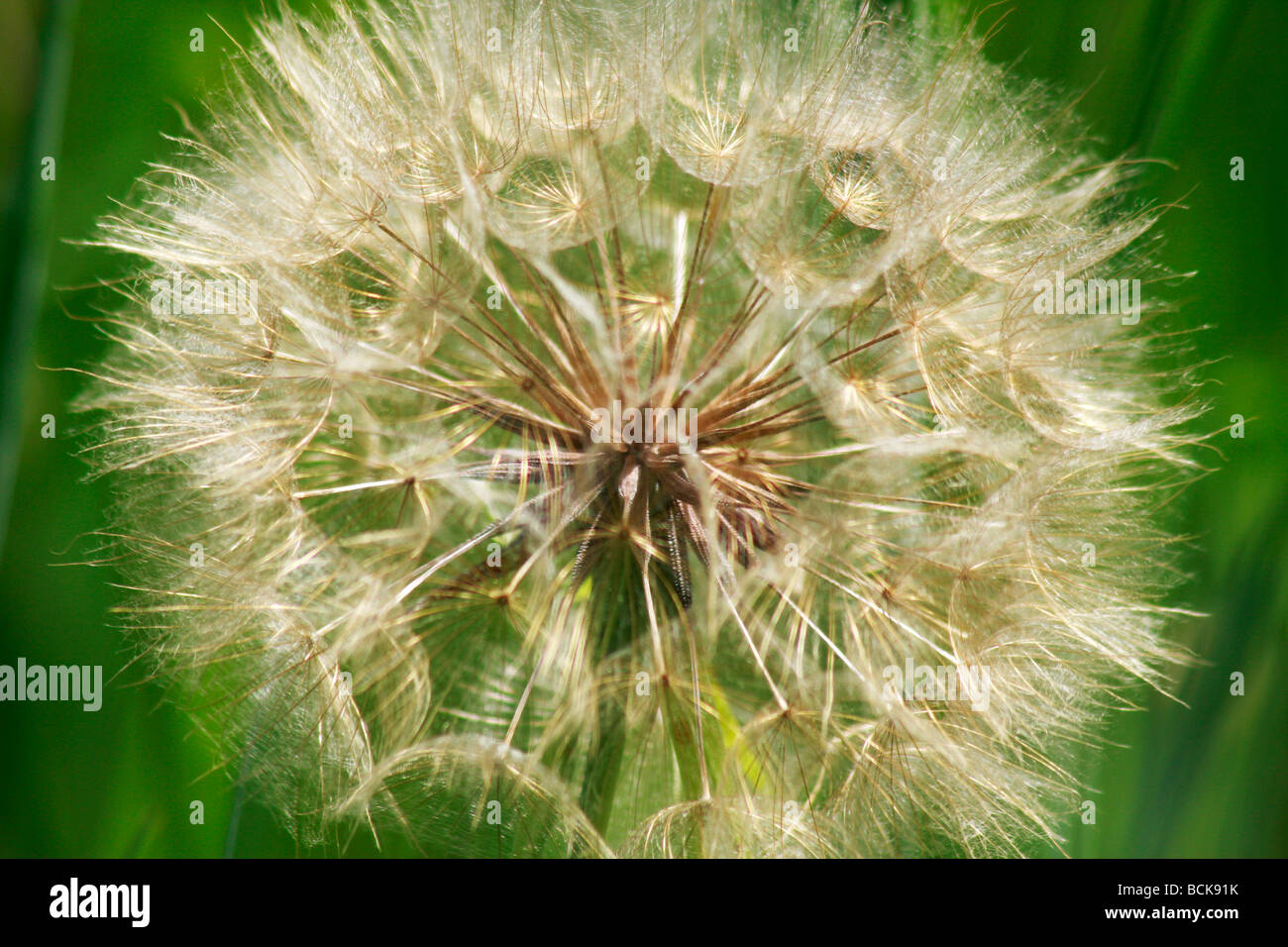 Fragile Dandelion heads closeup Stock Photo - Alamy
