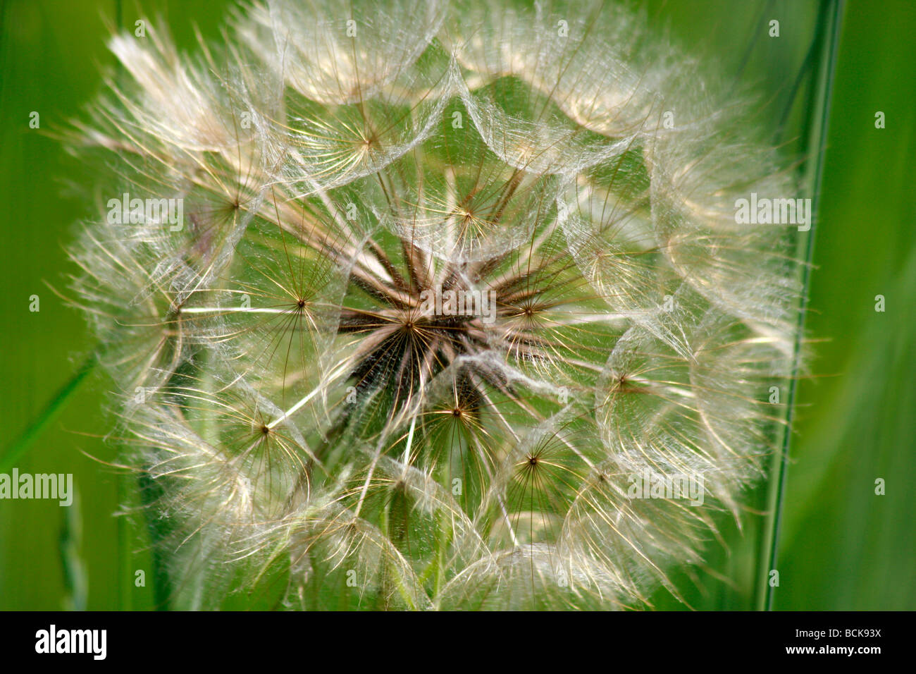 Fragile Dandelion heads closeup Stock Photo - Alamy
