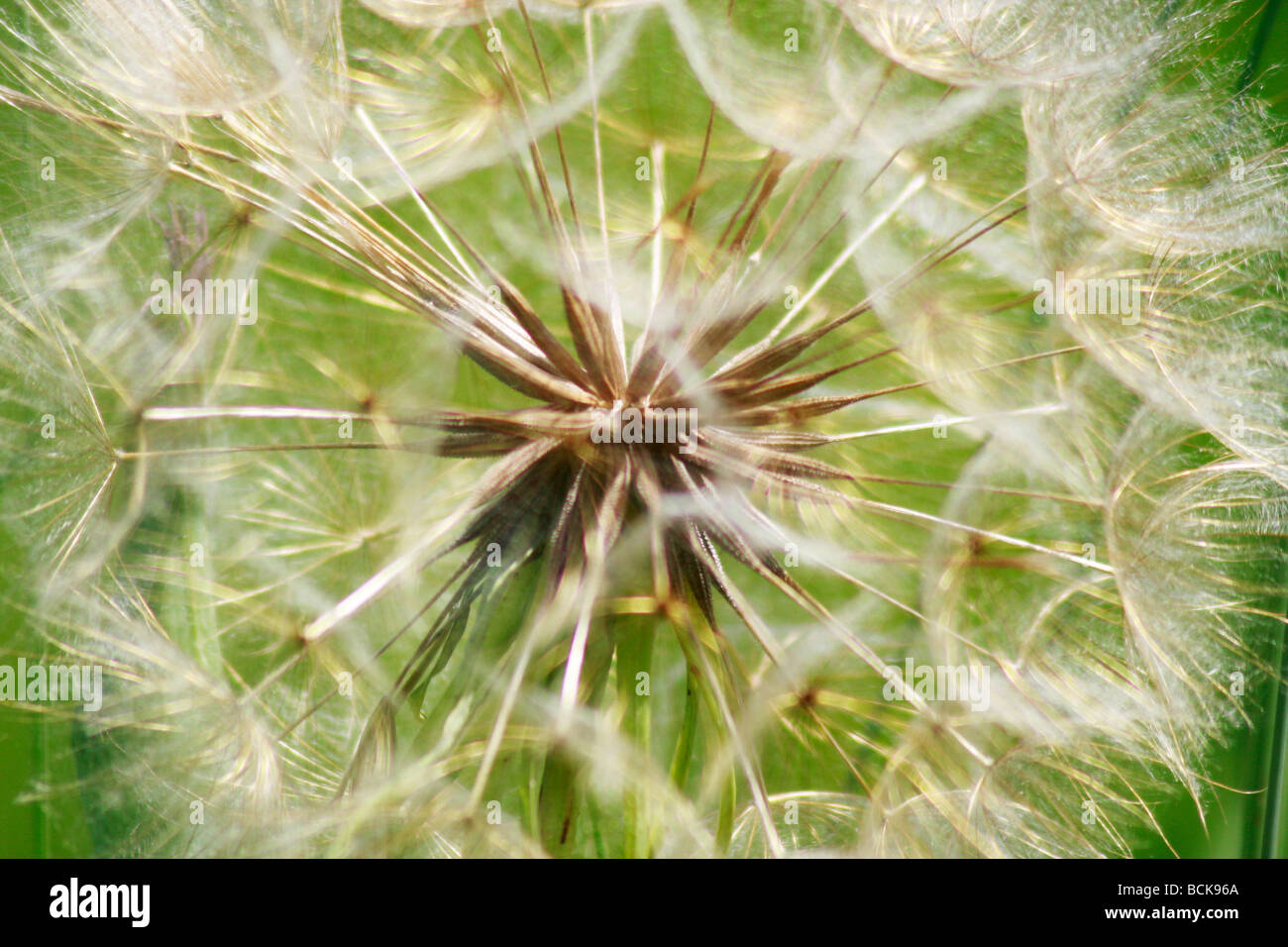 Round dandelion head hi-res stock photography and images - Alamy