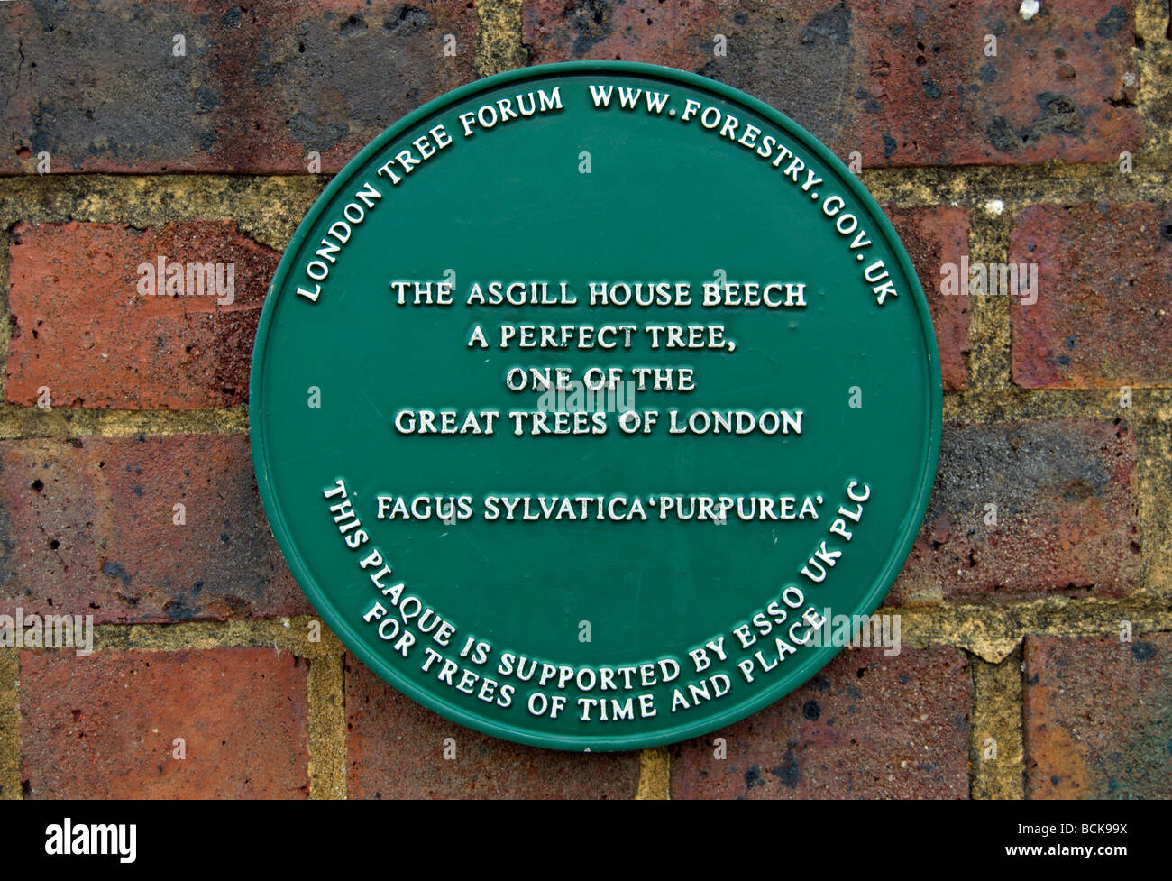 Asgill beech hi-res stock photography and images - Alamy