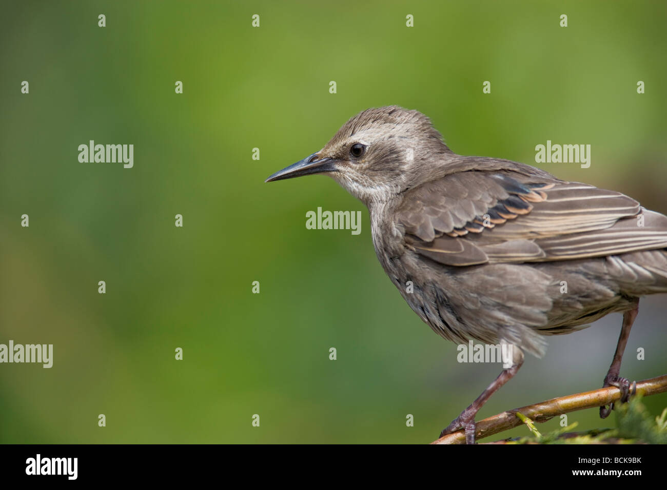Starling Sturnus vulgaris Sturnidae Juvenile Stock Photo - Alamy