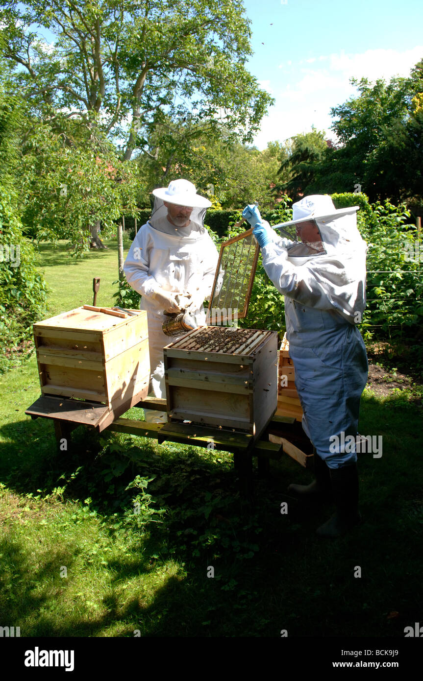 Bee keeper inspecting brood frames in a bee hive Stock Photo - Alamy