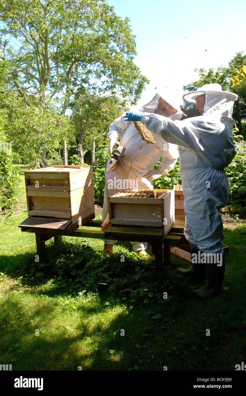Bee keeper inspecting brood frames in a bee hive Stock Photo - Alamy