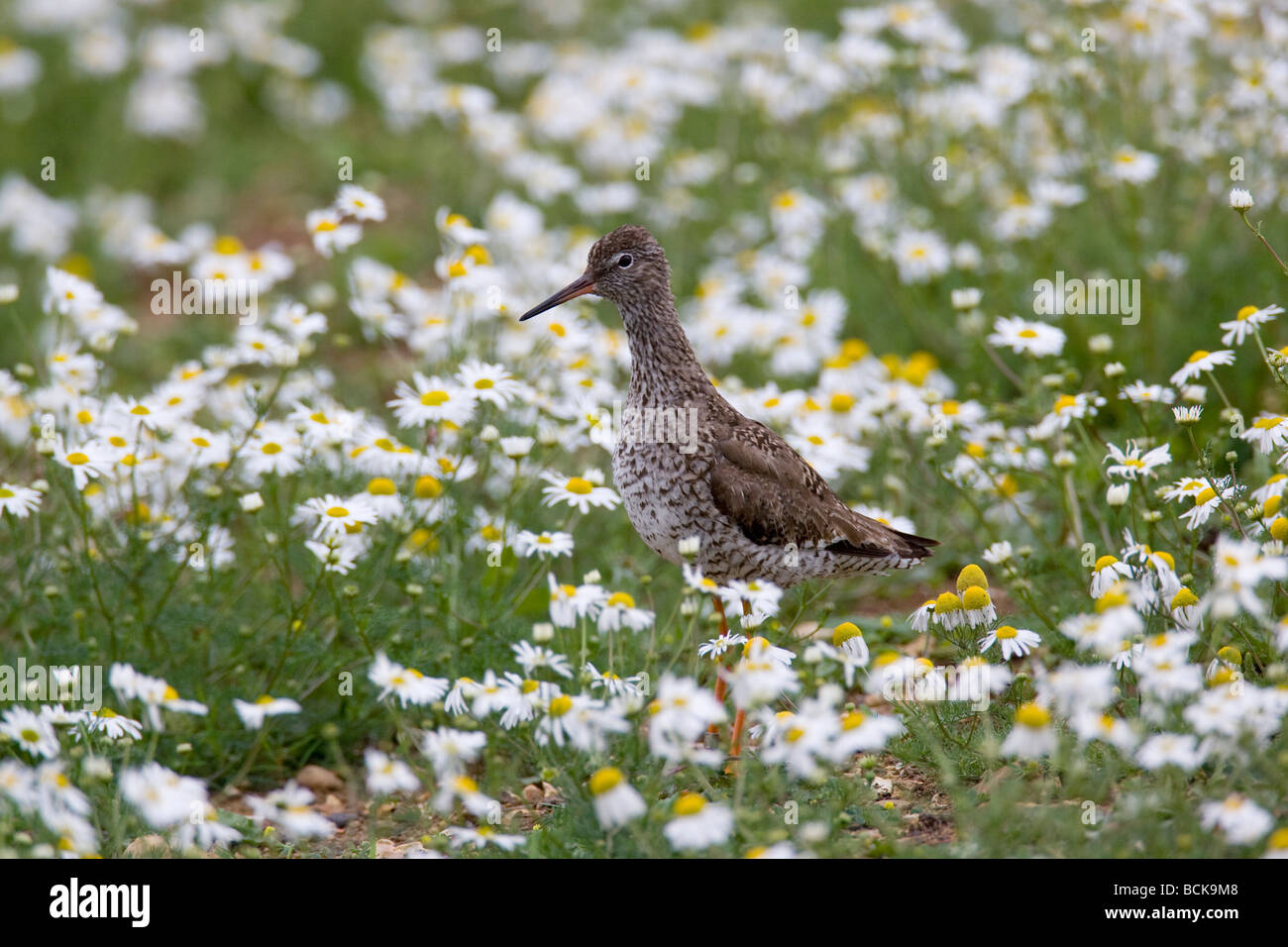 Tringa toanus hi-res stock photography and images - Alamy
