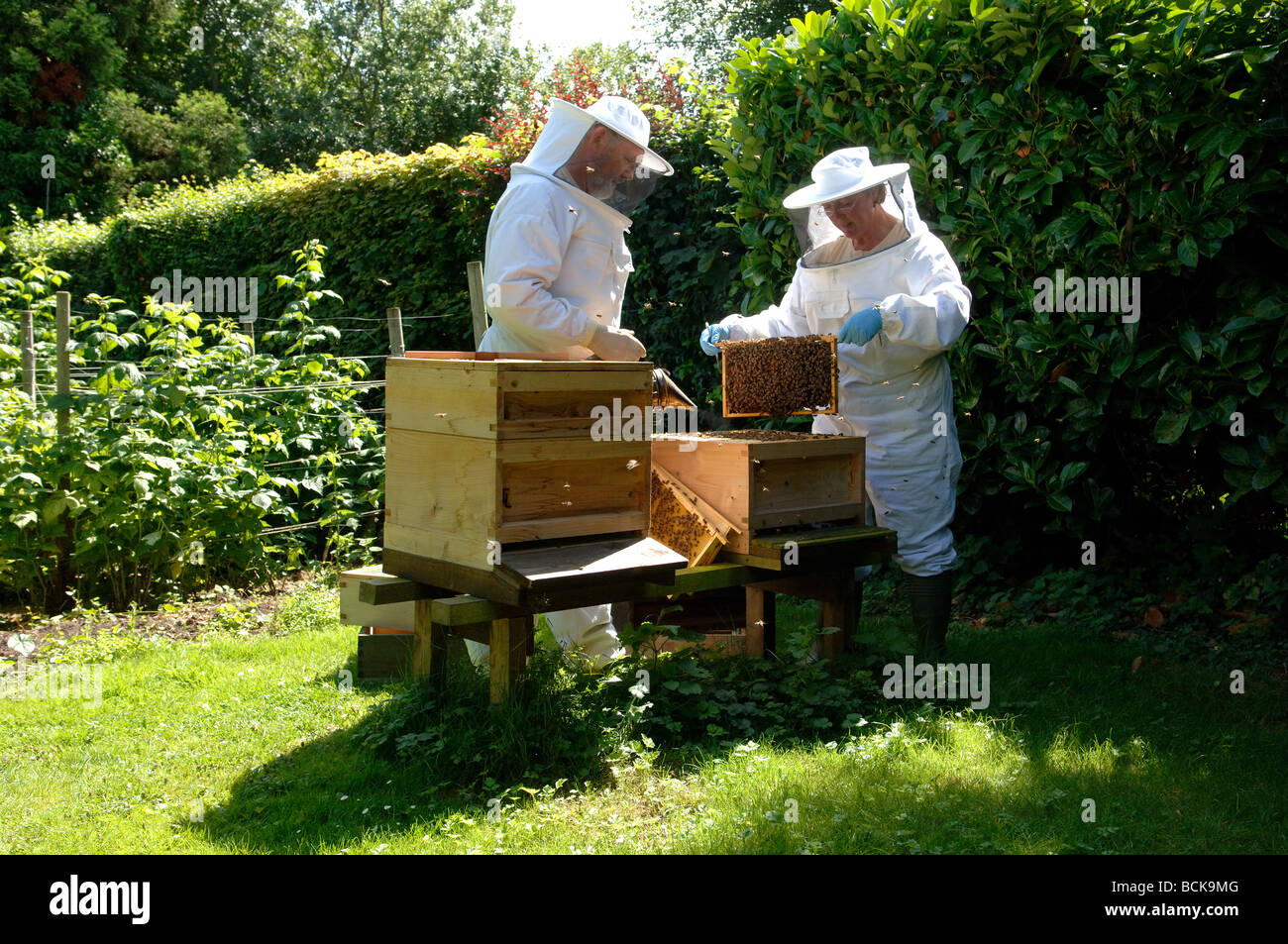 Brood frame eggs larvae sealed hi-res stock photography and images - Alamy