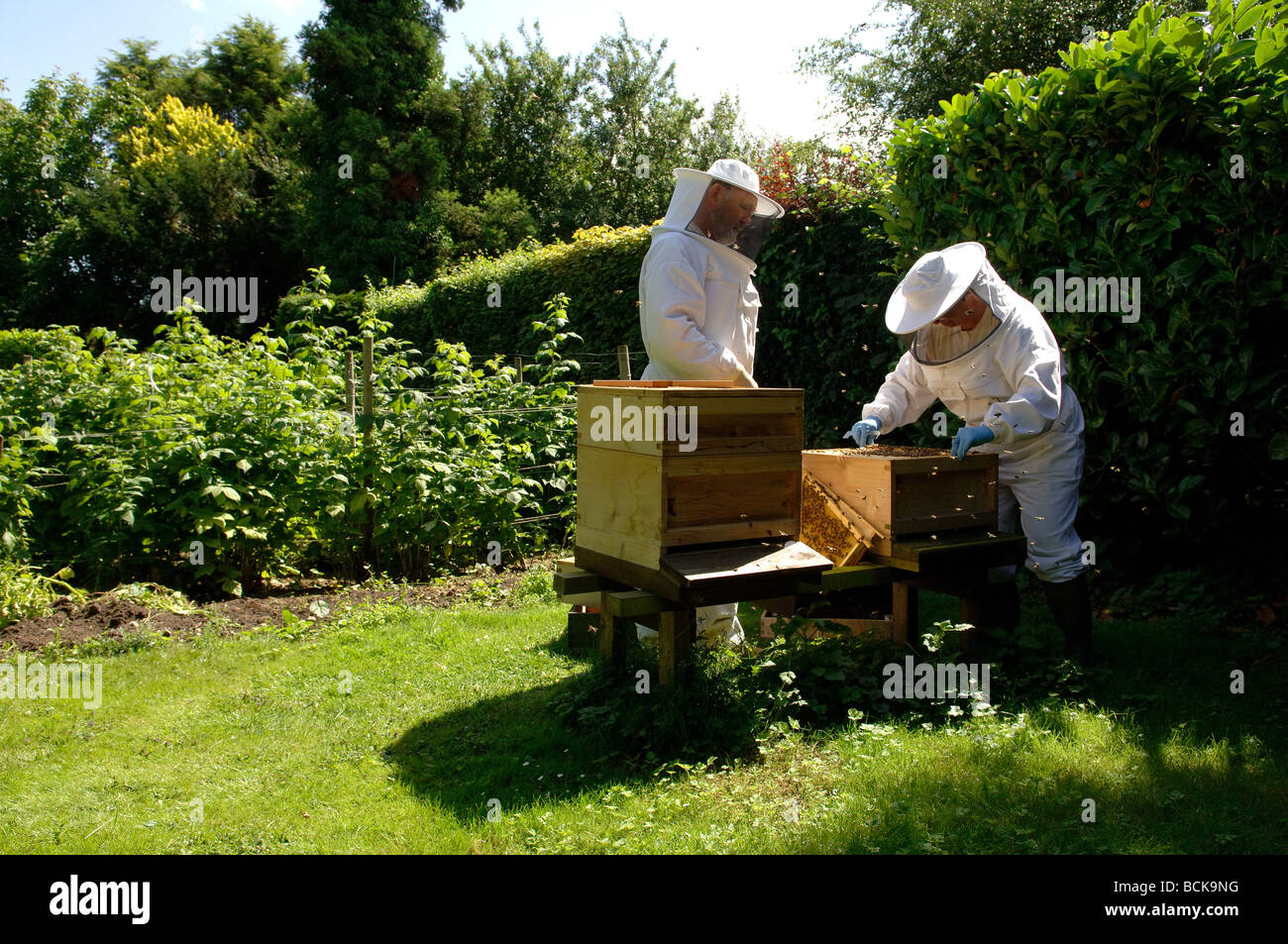 Brood Frame Eggs Larvae Sealed Stock Photos & Brood Frame Eggs Larvae ...