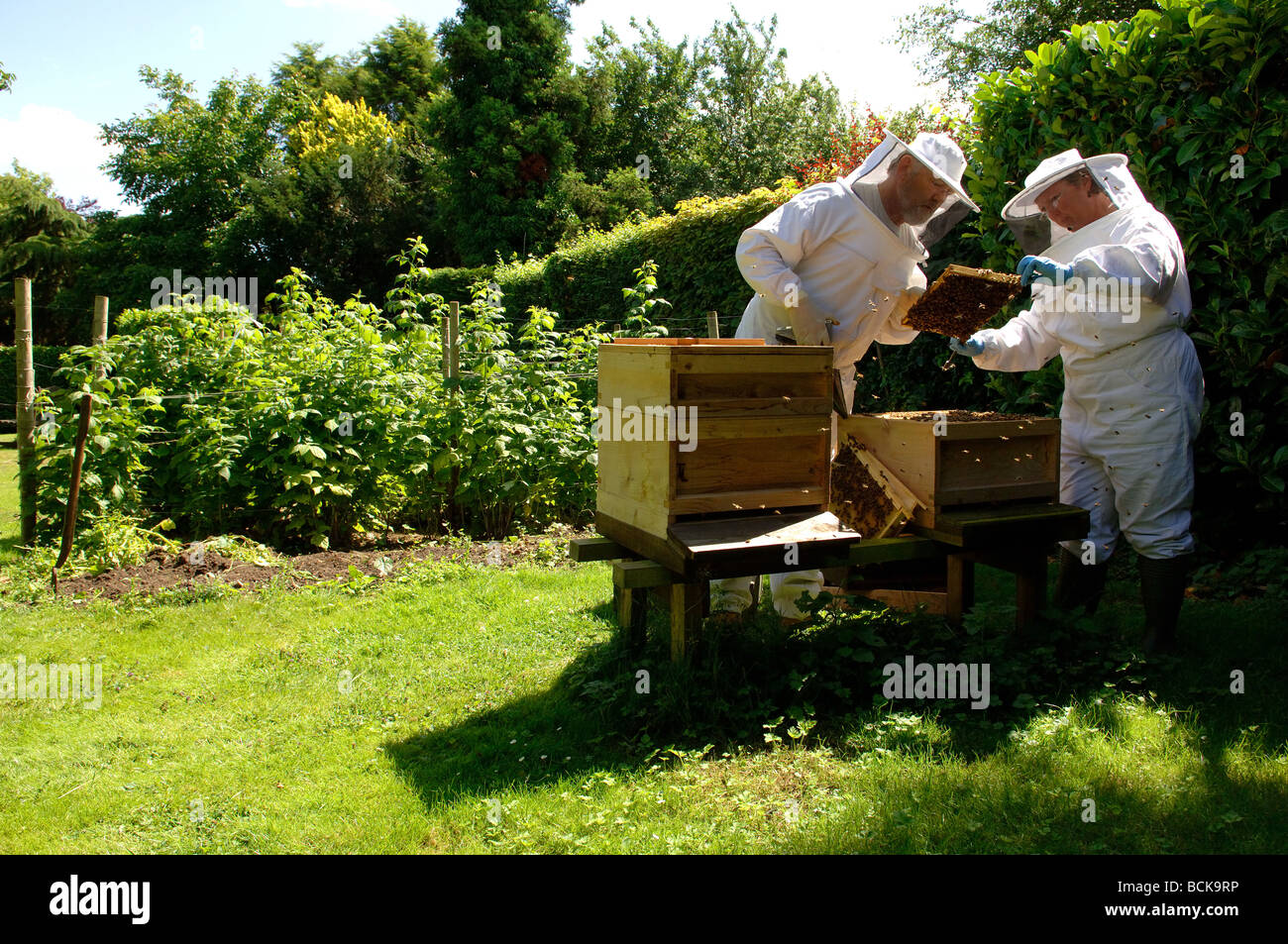 Brood frame eggs larvae sealed hi-res stock photography and images - Alamy