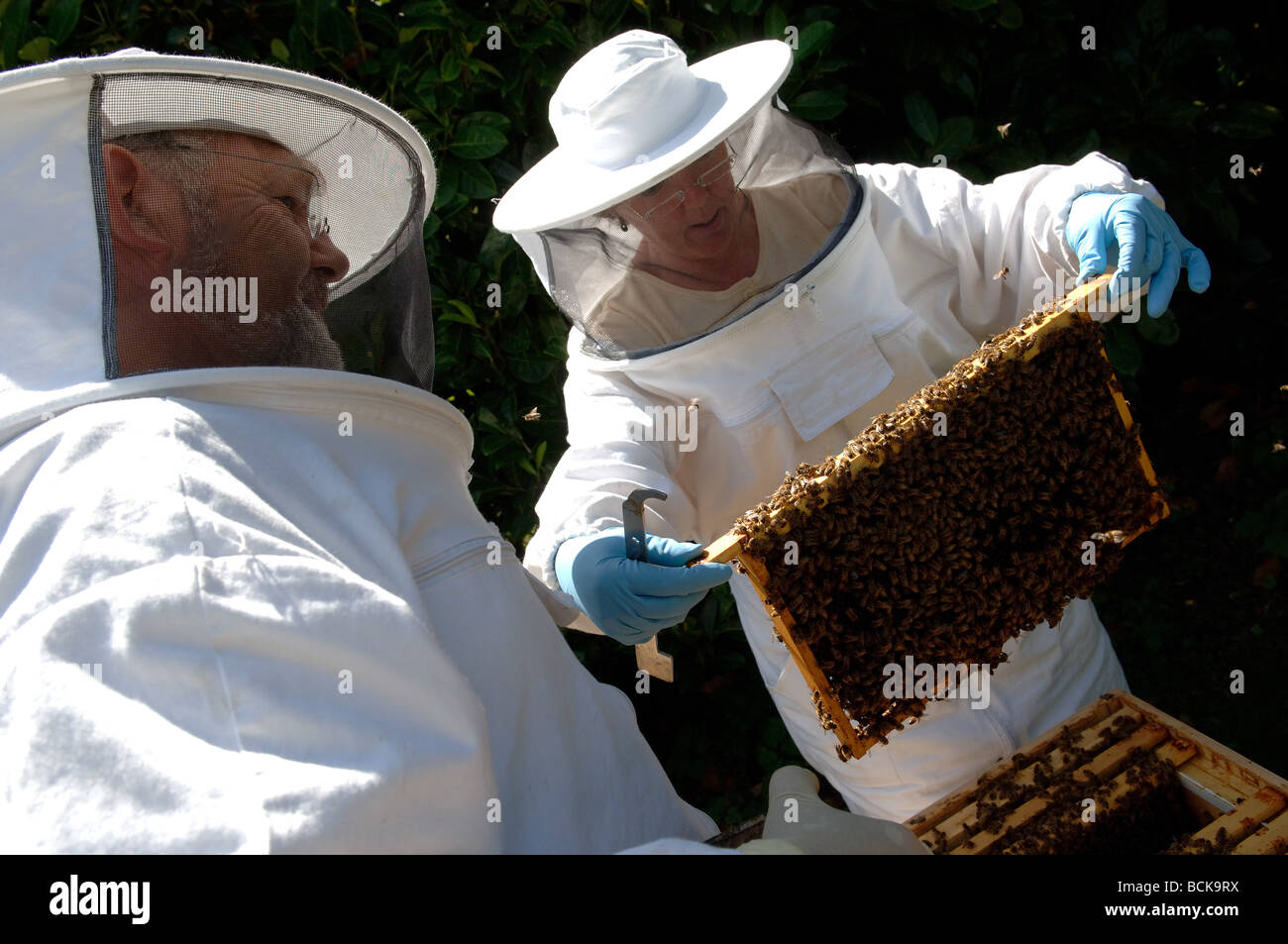Brood frame eggs larvae sealed hi-res stock photography and images - Alamy