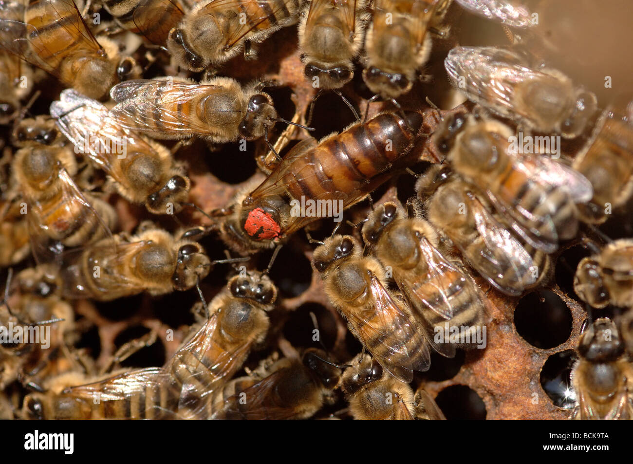 Marked Queen bee in a colony of bees in a hive Stock Photo - Alamy