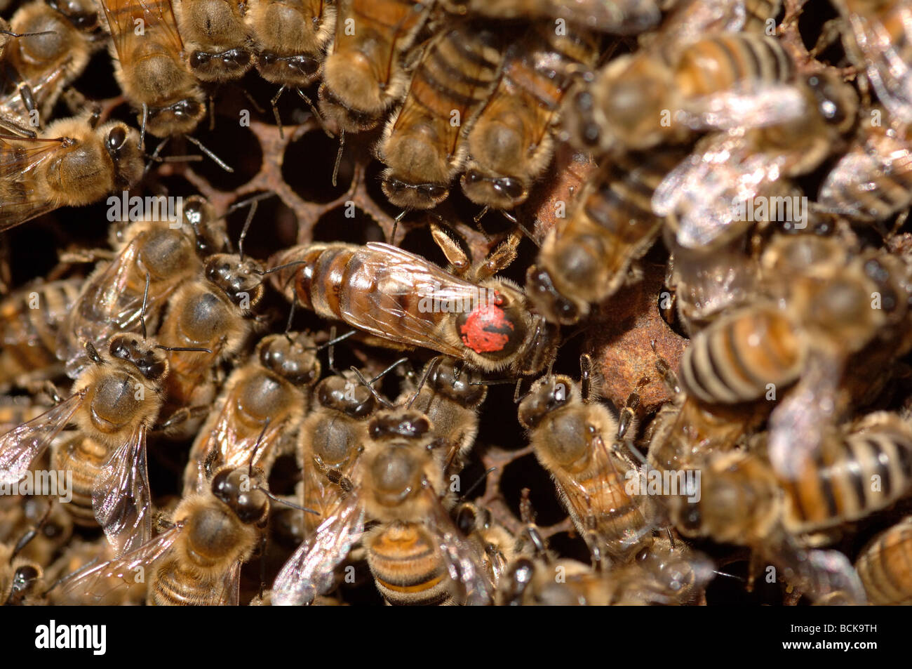 Marked Queen bee in a colony of bees in a hive Stock Photo - Alamy