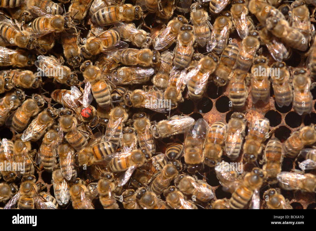 Marked Queen bee in a colony of bees in a hive Stock Photo - Alamy