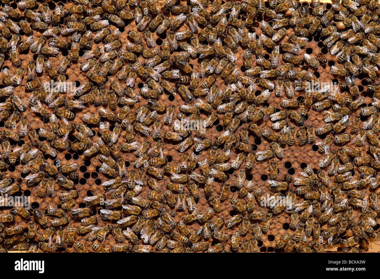 Brood frame from a bee hive Stock Photo - Alamy
