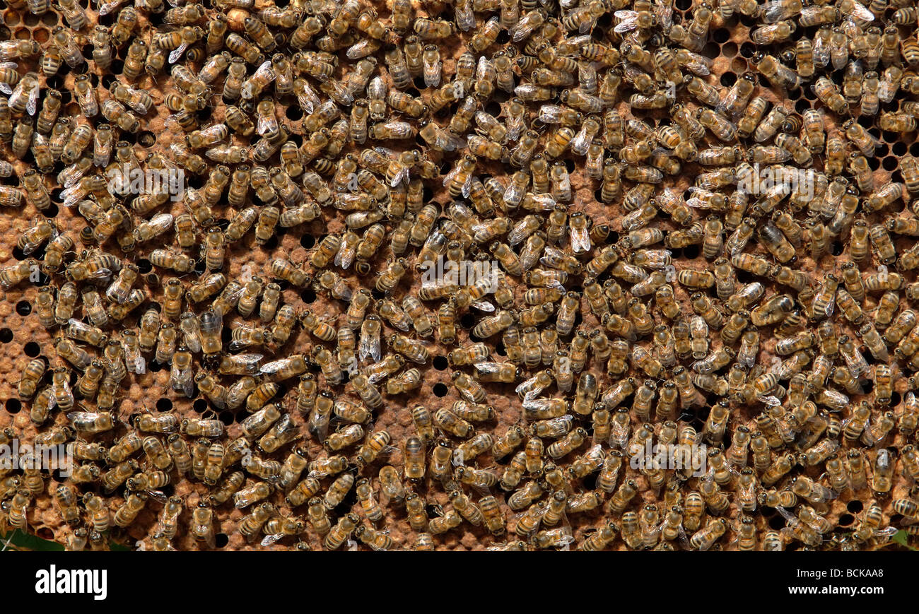 Brood frame from a bee hive Stock Photo - Alamy