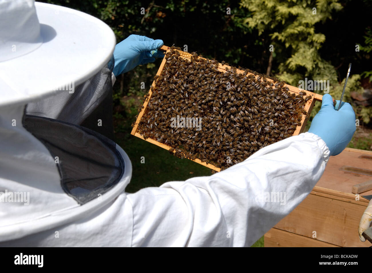 Brood frame eggs larvae sealed hi-res stock photography and images - Alamy
