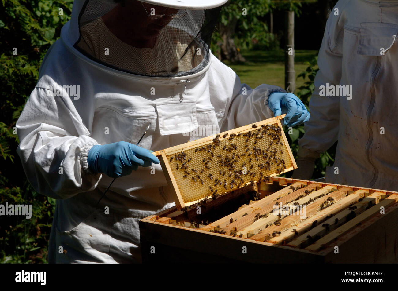 Brood frame eggs larvae sealed hi-res stock photography and images - Alamy