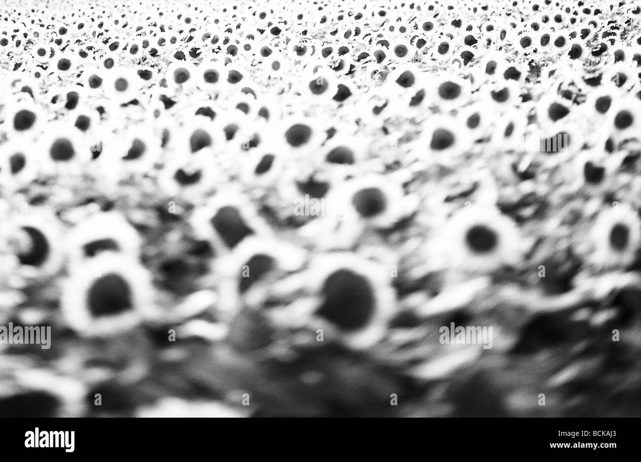 Abundance of flowers Black and White Stock Photos & Images - Alamy