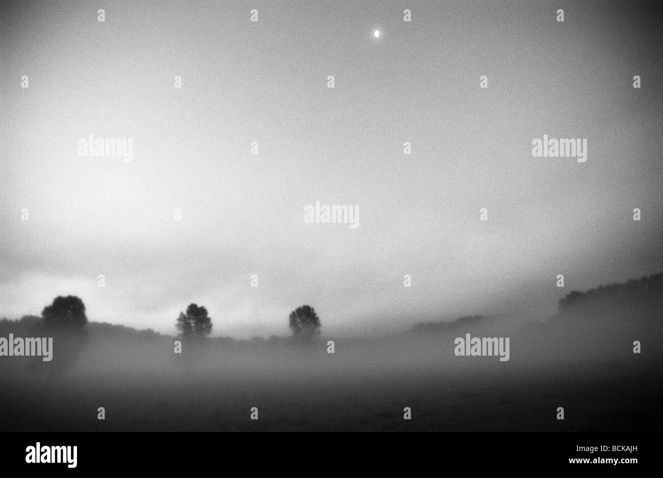 Trees in the field at night Black and White Stock Photos & Images - Alamy
