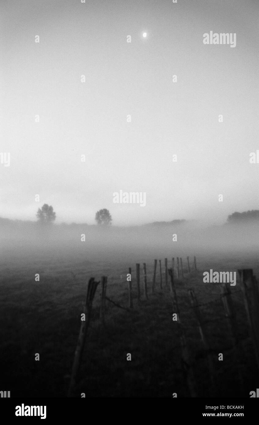 Trees in the field at night Black and White Stock Photos & Images - Alamy