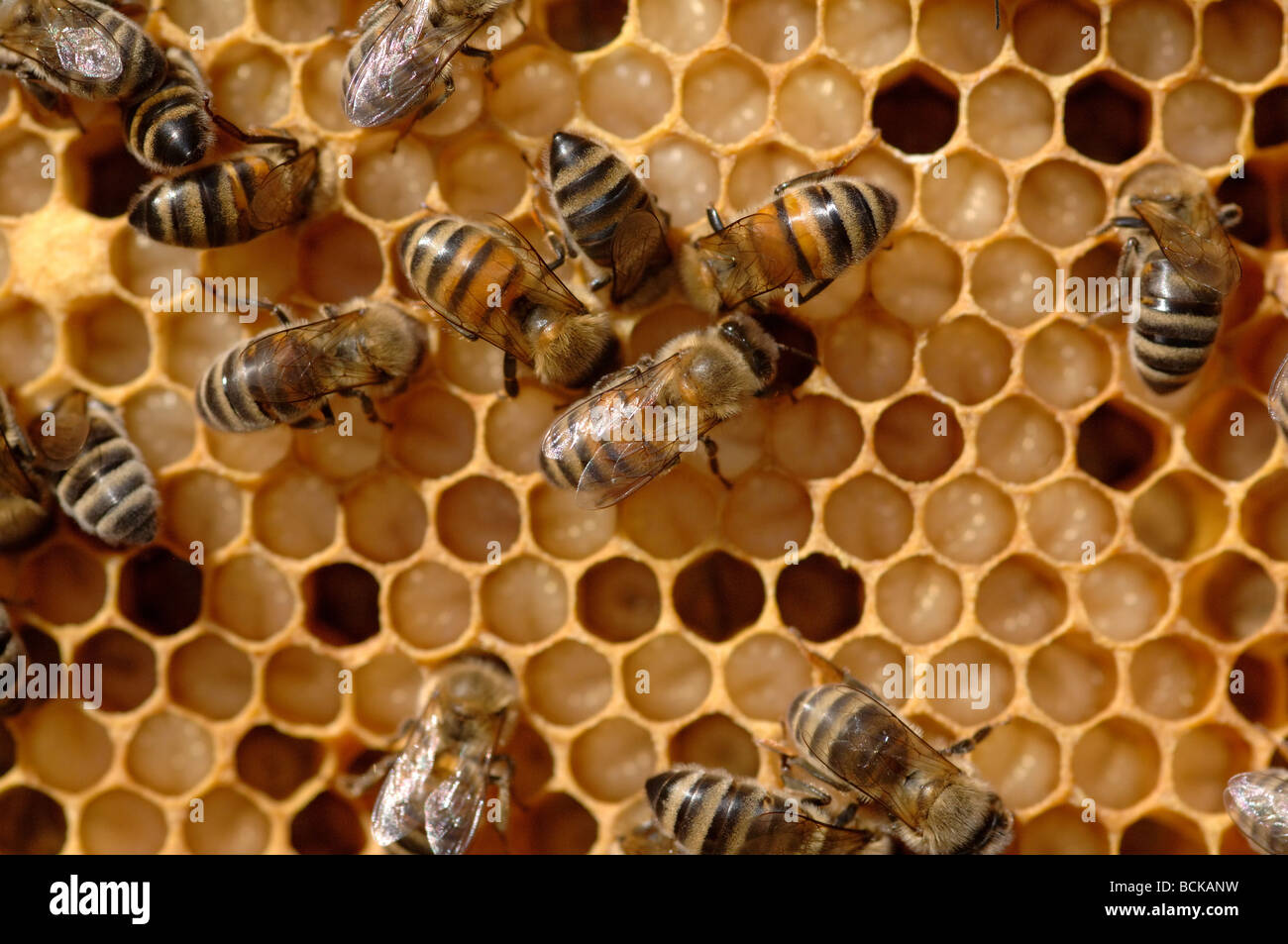 Brood frame eggs larvae sealed hi-res stock photography and images - Alamy