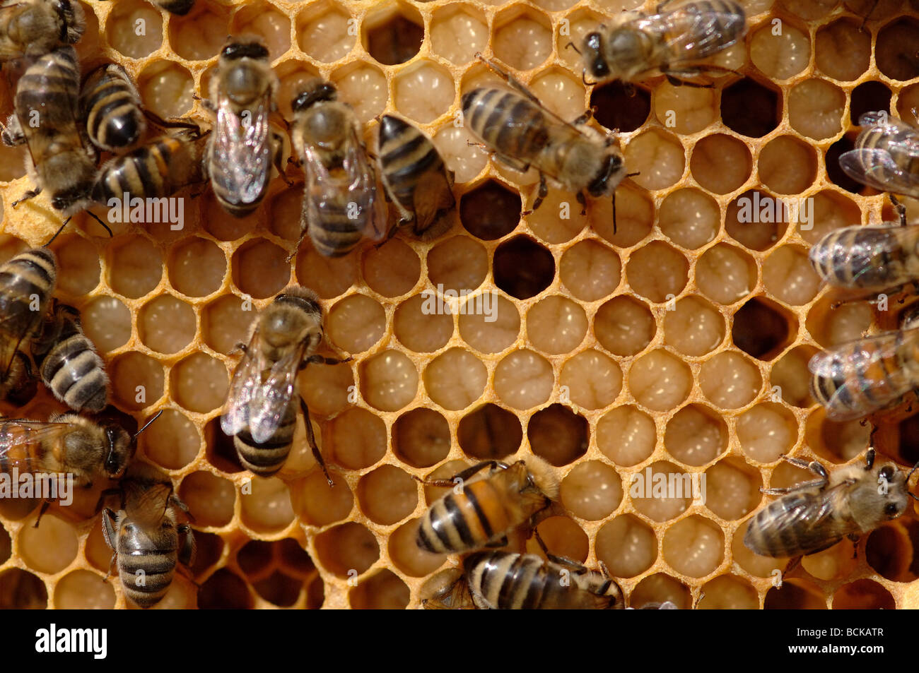 Brood frame from a bee hive with larvae Stock Photo - Alamy