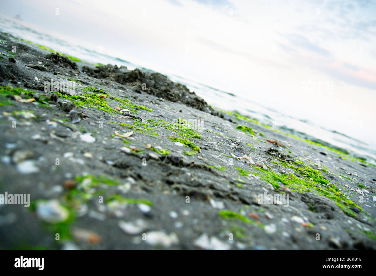 Beach with algae and shells Stock Photo - Alamy