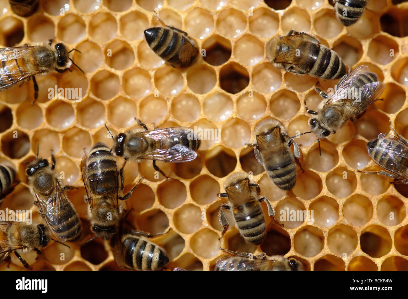 Honey bees and larvae on a frame in a bee hive Stock Photo - Alamy