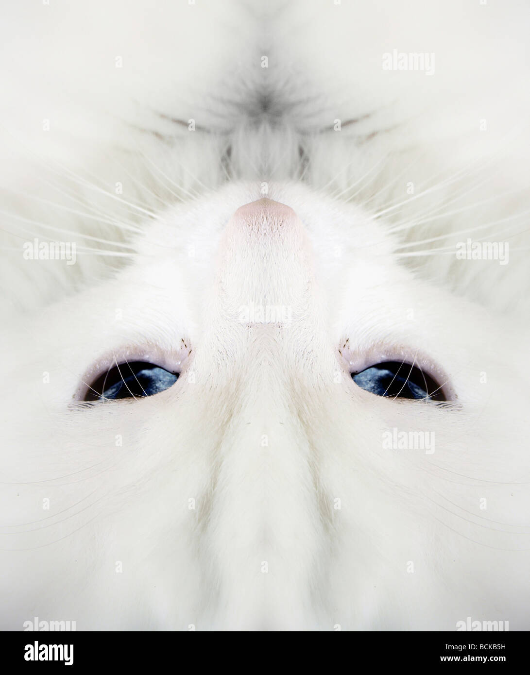 White cat closeup Stock Photo - Alamy