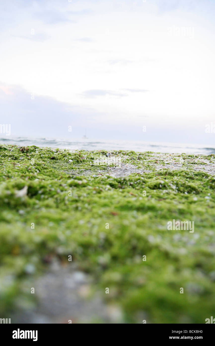 Beach with algae and shells Stock Photo - Alamy