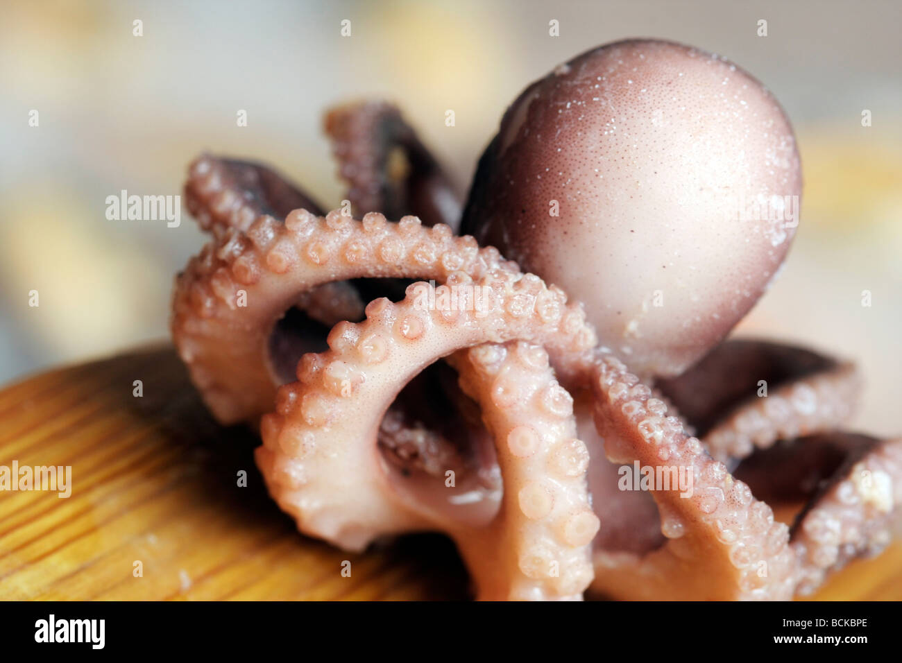 Octopus picture hi-res stock photography and images - Alamy