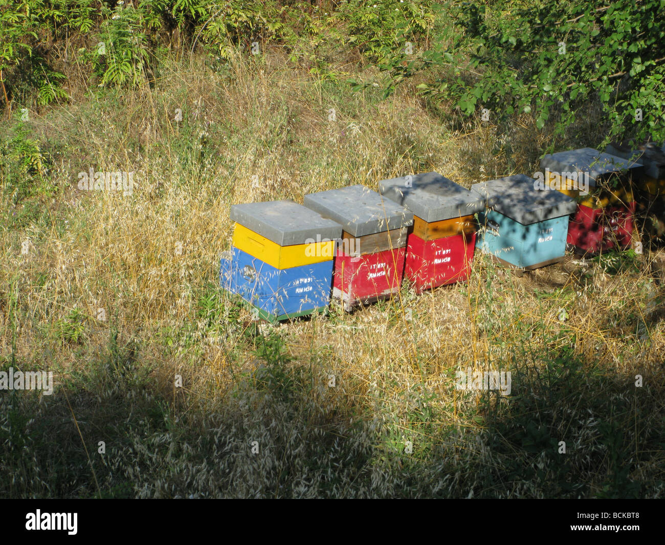Lots of beehives hi-res stock photography and images - Alamy