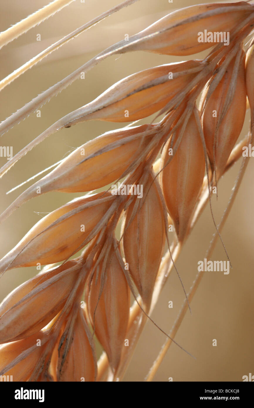 Ear of a grain field in agriculture Stock Photo - Alamy