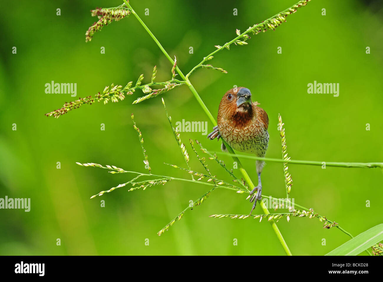 Spice finch hi-res stock photography and images - Alamy
