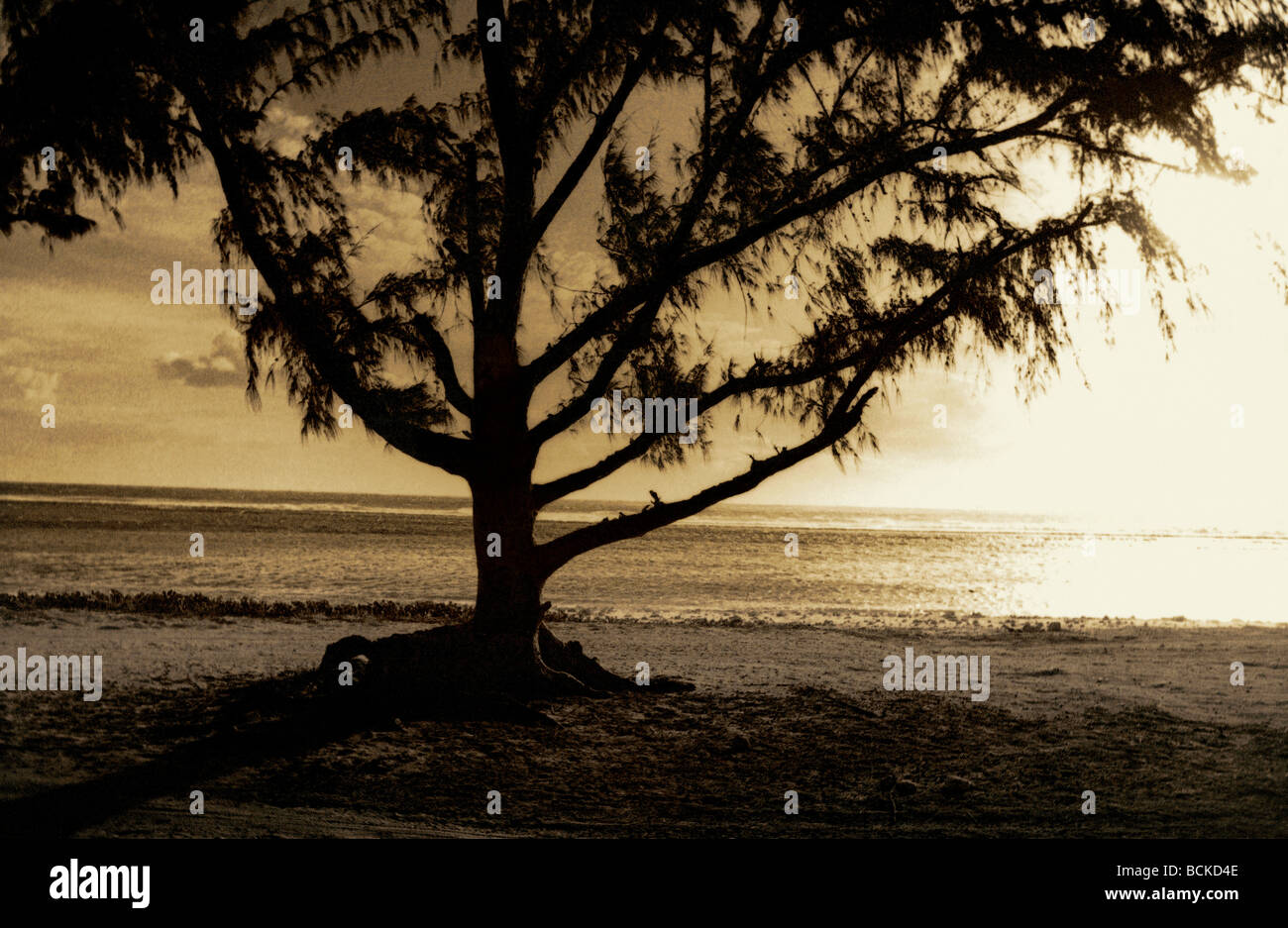 Tree on beach Stock Photo - Alamy