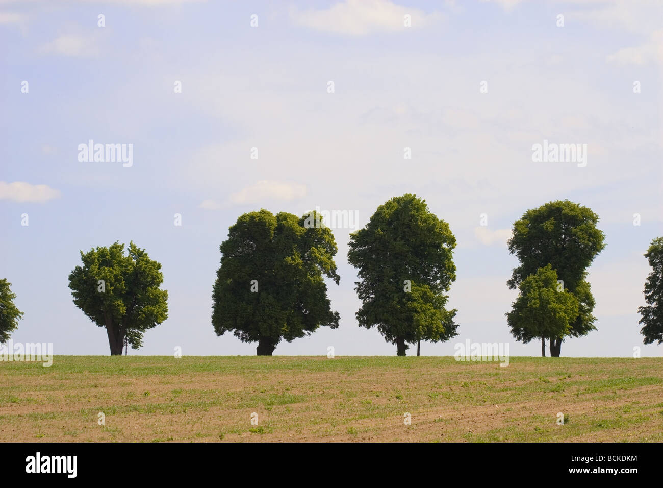 Four trees in a row hi-res stock photography and images - Alamy
