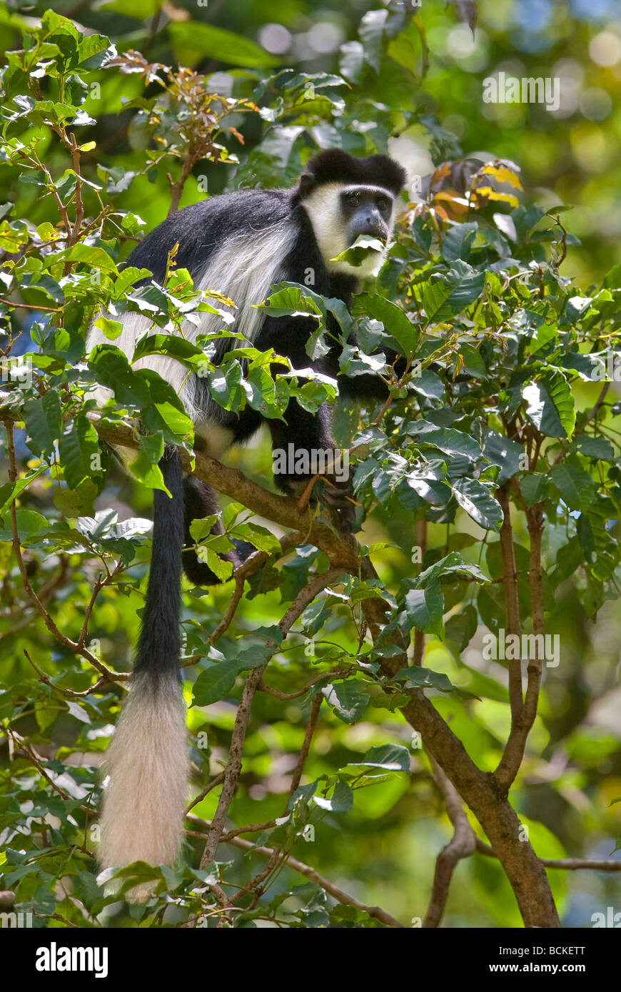 Colobus monkey hi-res stock photography and images - Alamy