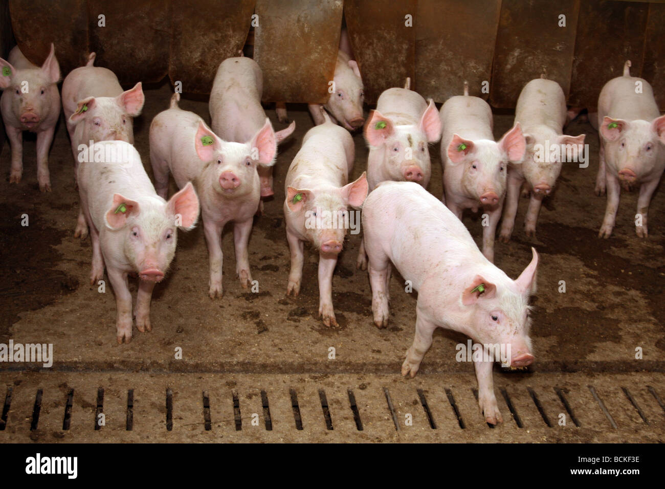 Piglet piglets piggy piggies hi-res stock photography and images - Alamy