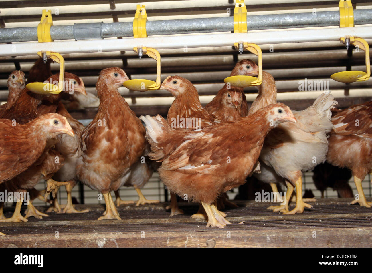 Brown young laying hen in her stall freeranging Stock Photo - Alamy