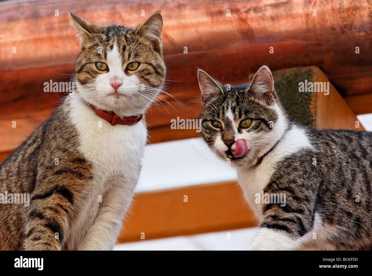 Two cats play on the roof of a house Stock Photo - Alamy