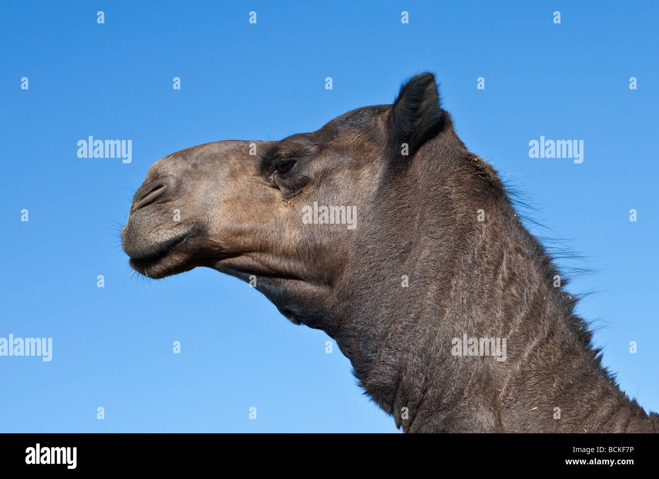 The camel market Souq Al Jamal in Rijadh suburb Stock Photo - Alamy