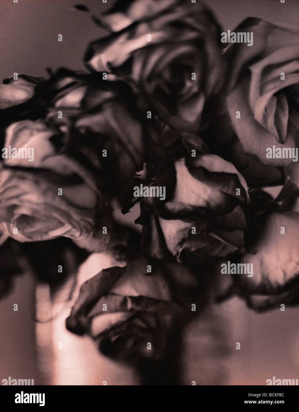 Roses, close-up, b&w Stock Photo - Alamy