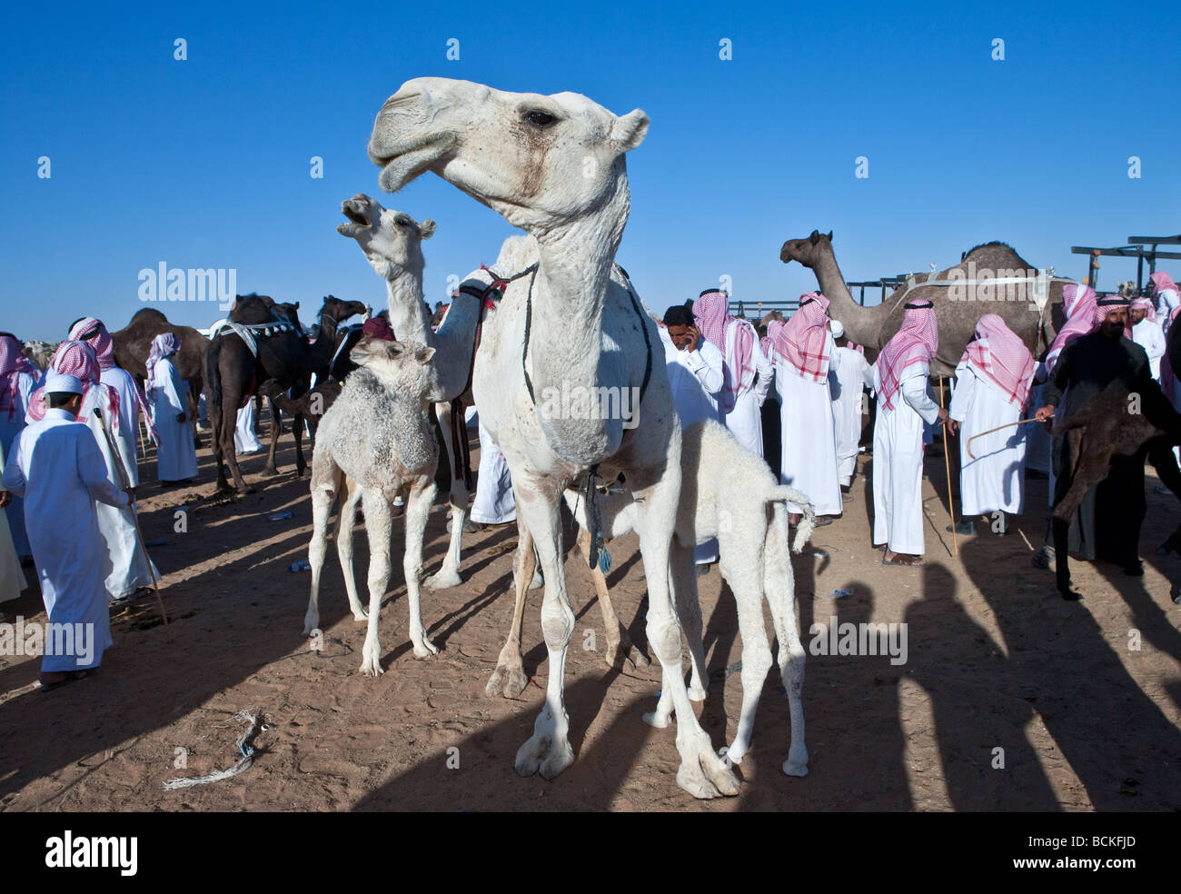 Saudi arabia camel hi-res stock photography and images - Alamy