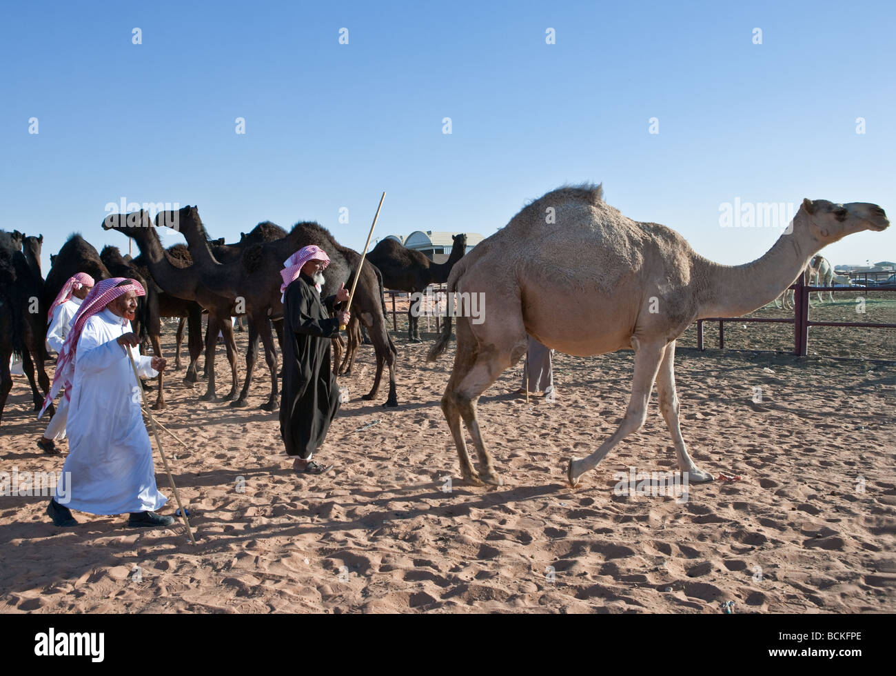 Souq Al Jamal High Resolution Stock Photography and Images - Alamy