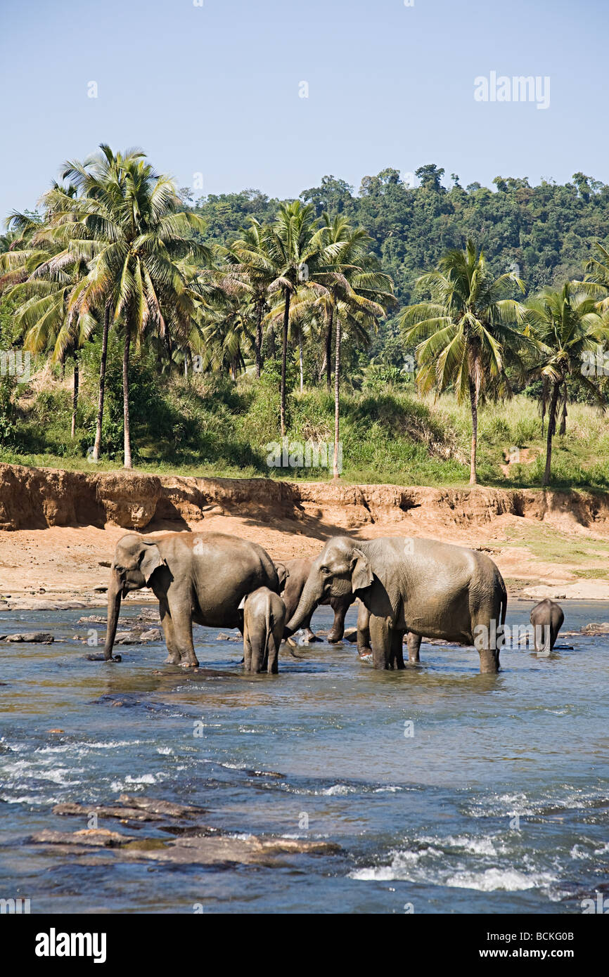 Herd elephants in animals hi-res stock photography and images - Alamy