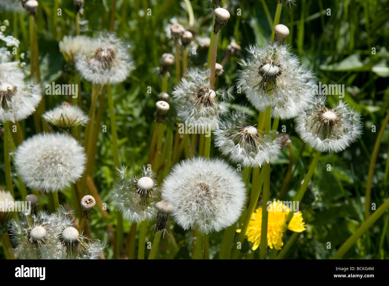 Plant fading away hi-res stock photography and images - Alamy