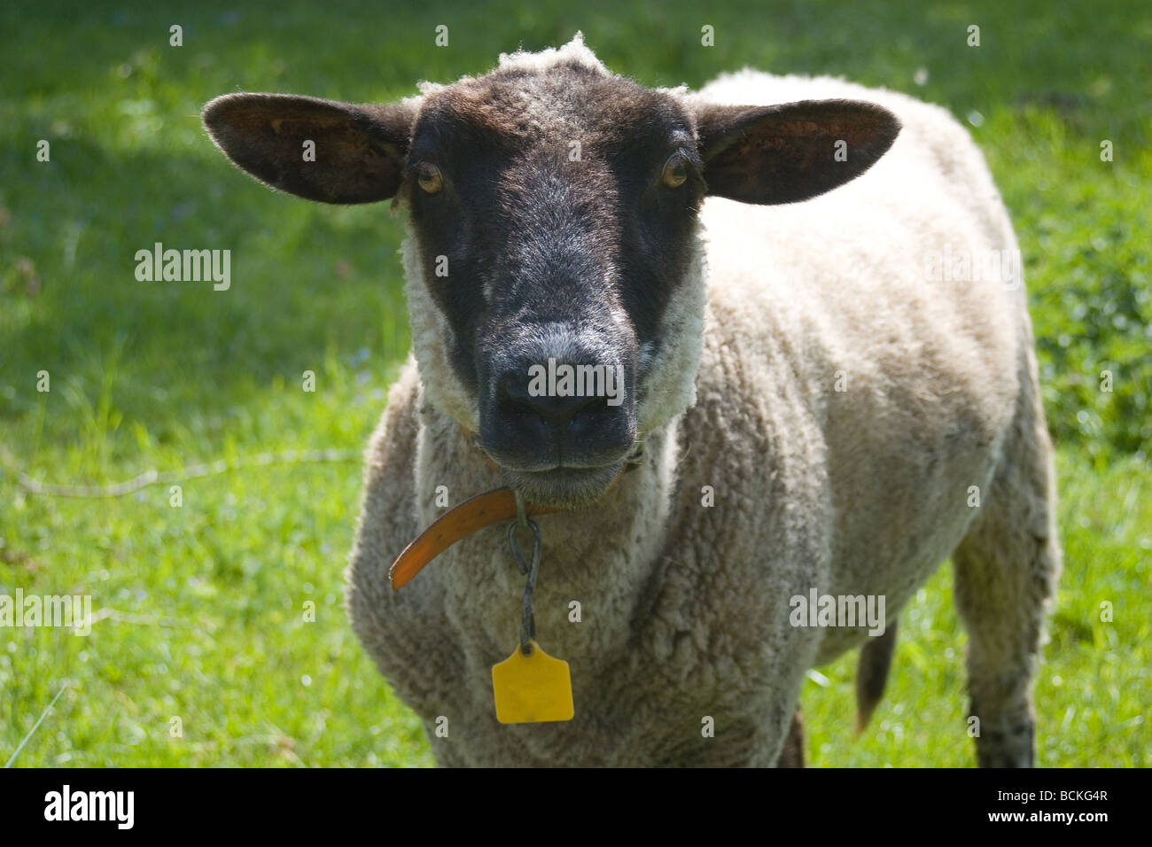 Shaven sheep hi-res stock photography and images - Alamy