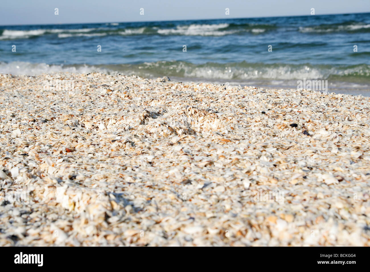 Close-up picture of sand and shells on beach Stock Photo - Alamy