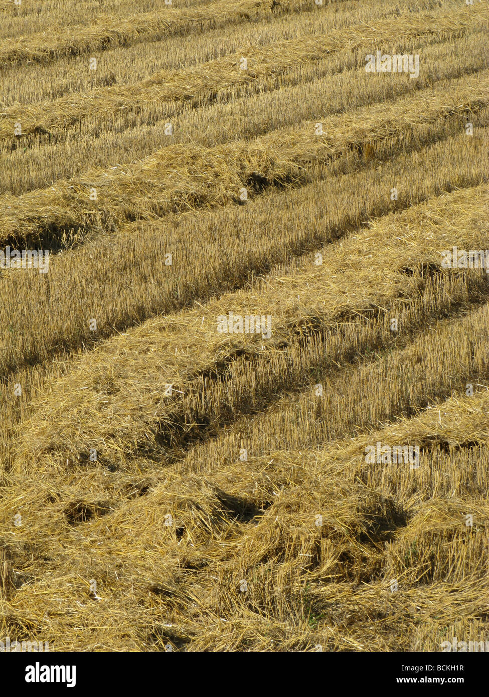 rows of cut grass in field in countryside Stock Photo - Alamy